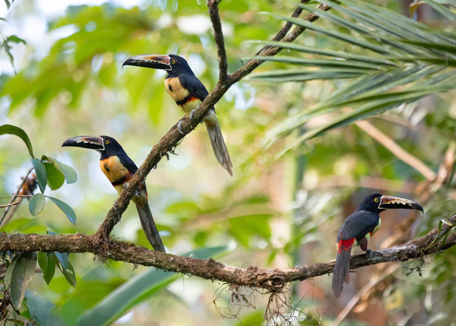 Jungle Retreat Costa Rica Experience at Chachagua Rainforest